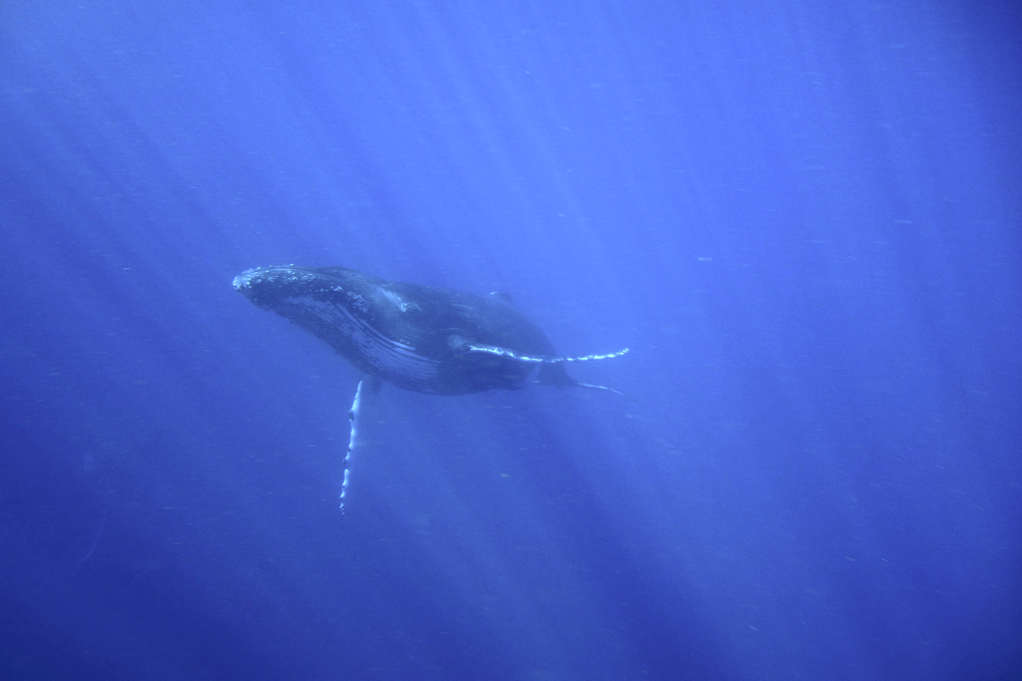 Whale watching in Marino Ballena National Park Costa Rica_Mar Gone Wild ...